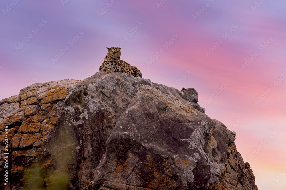 Sri Lankan leopard, Panthera pardus kotiya, predator native to Sri ...