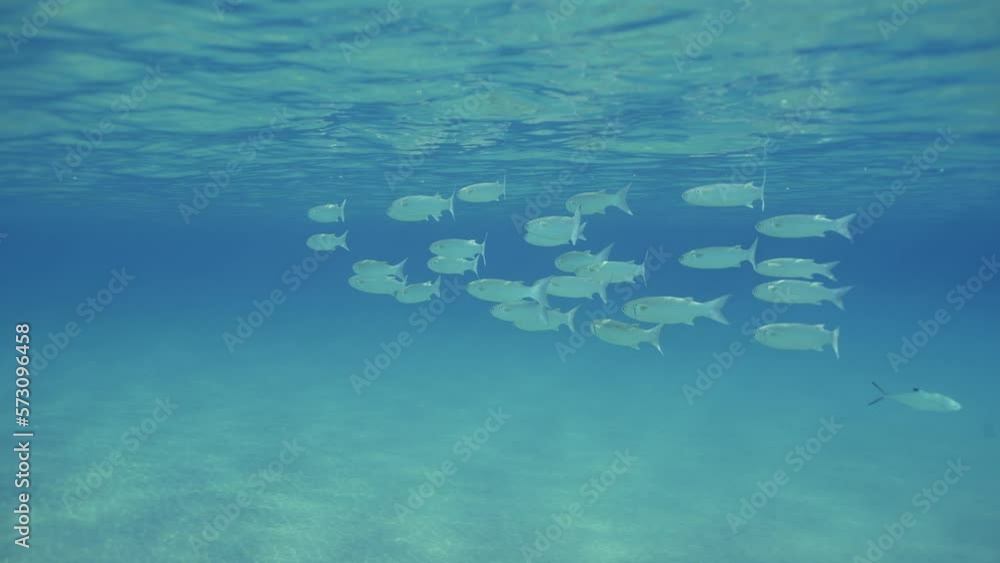 Vidéo Stock Slow motion, Shoal of Mullet fish swim in the blue water in ...