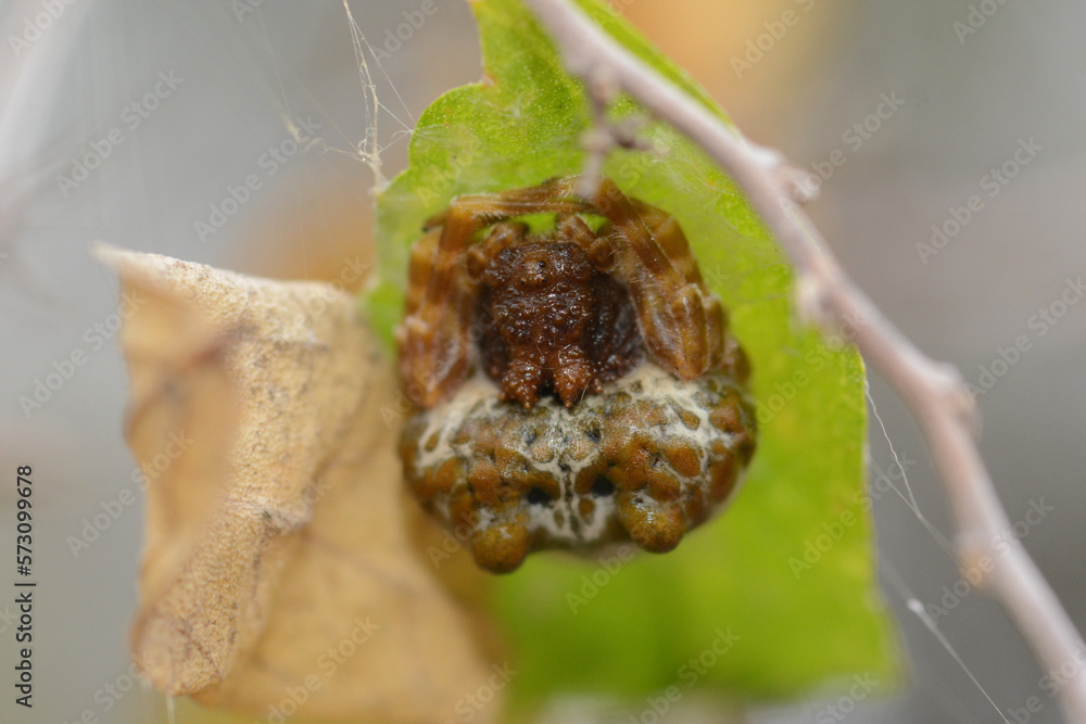 Macro of southern bolas spider (Mastophora cornigera) female on a green ...