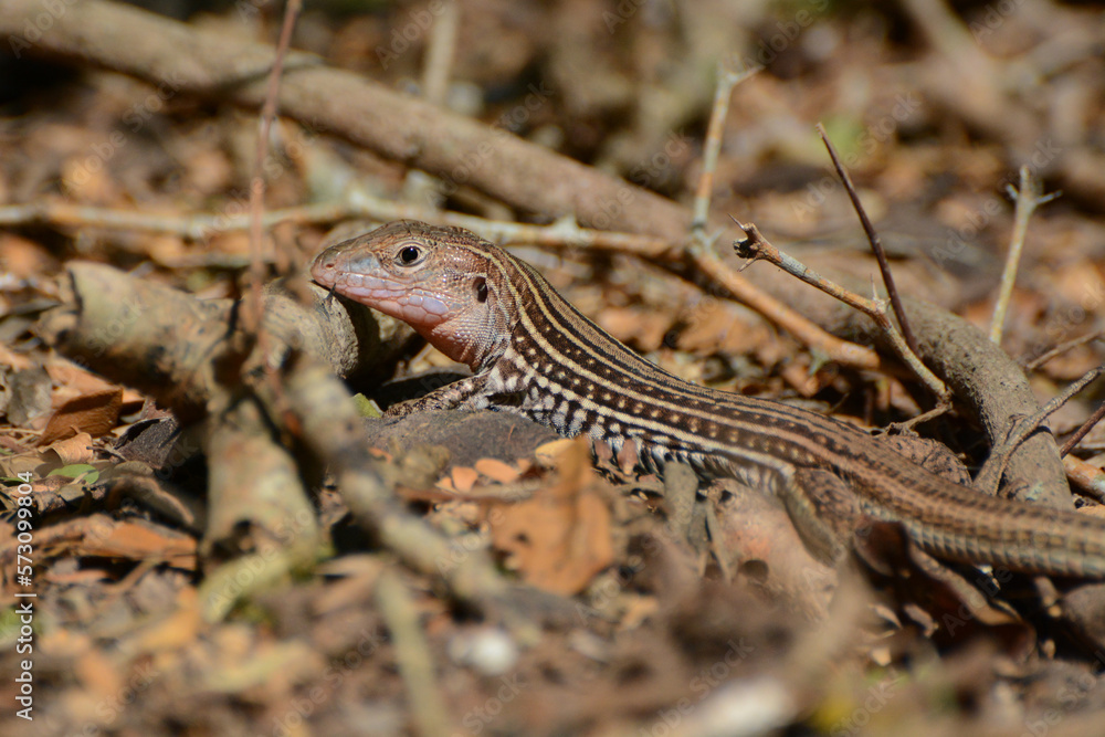 Foto de Common Spotted Whiptail (Aspidoscelis gularis), a colorful ...