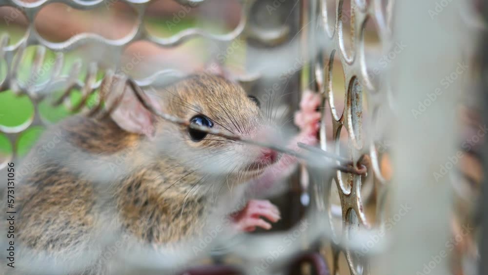 Rat in cage mousetrap, Mouse finding a way out of being confined ...