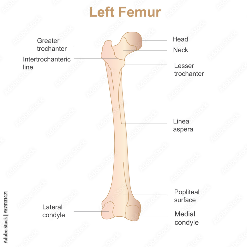 human femur, posterior aspect. Labeled. Detailed medical illustration ...