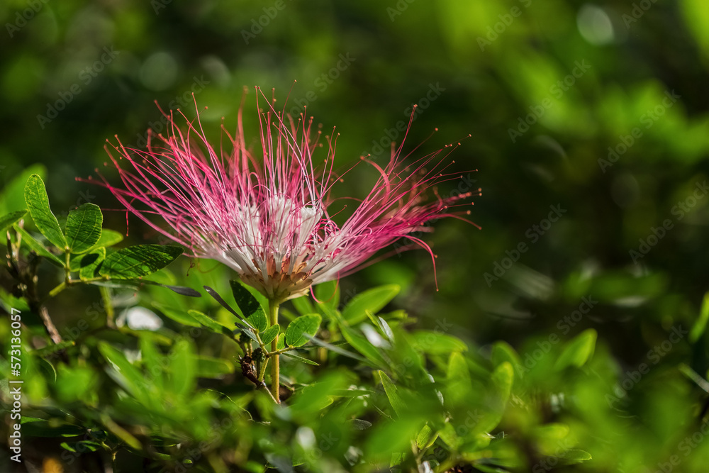 flower of Albizia julibrissin (Calliandra angustifolia) Stock Photo ...