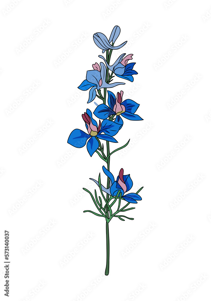 Larkspur July birth month flower colorful illustration. Delphinium ...
