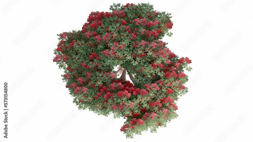 3D Top view flourishing Trees Isolated on white background, use for ...