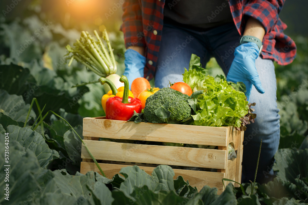 Organic farmer in a vegetable field holding a wooden box of beautiful ...