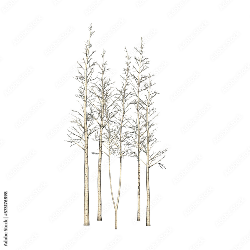 a group of European Aspen in winter isolated on PNG transparent ...