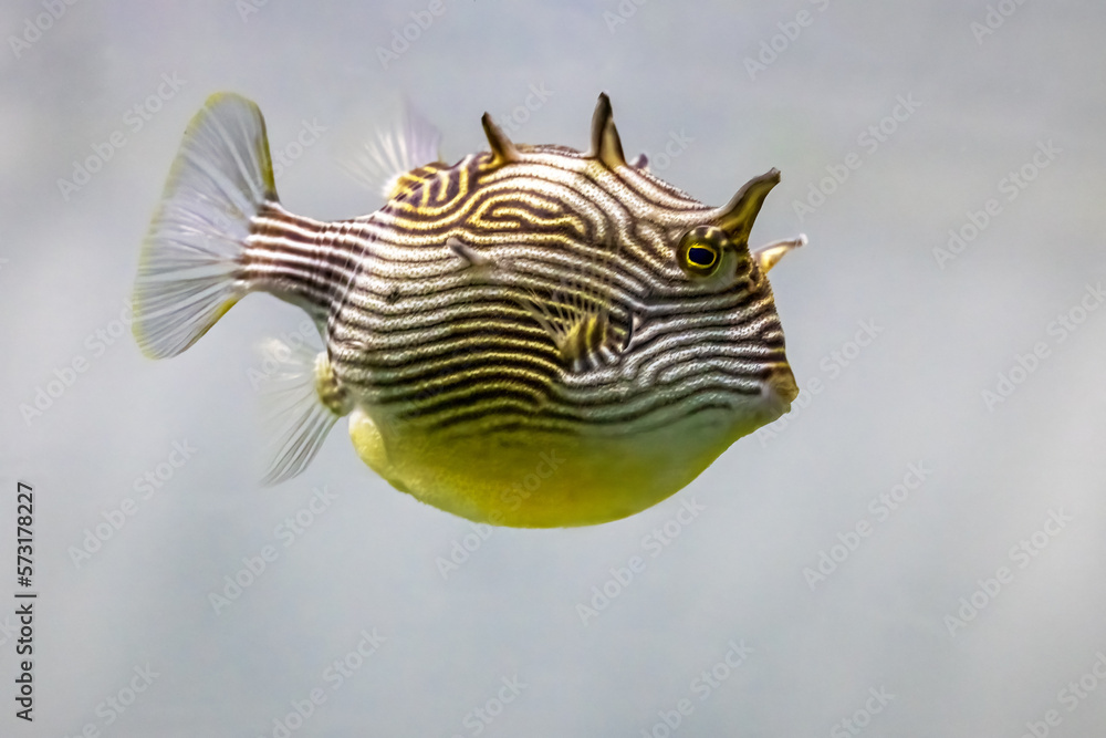 A female Shaw's cowfish, Aracana aurita, also known as a painted ...