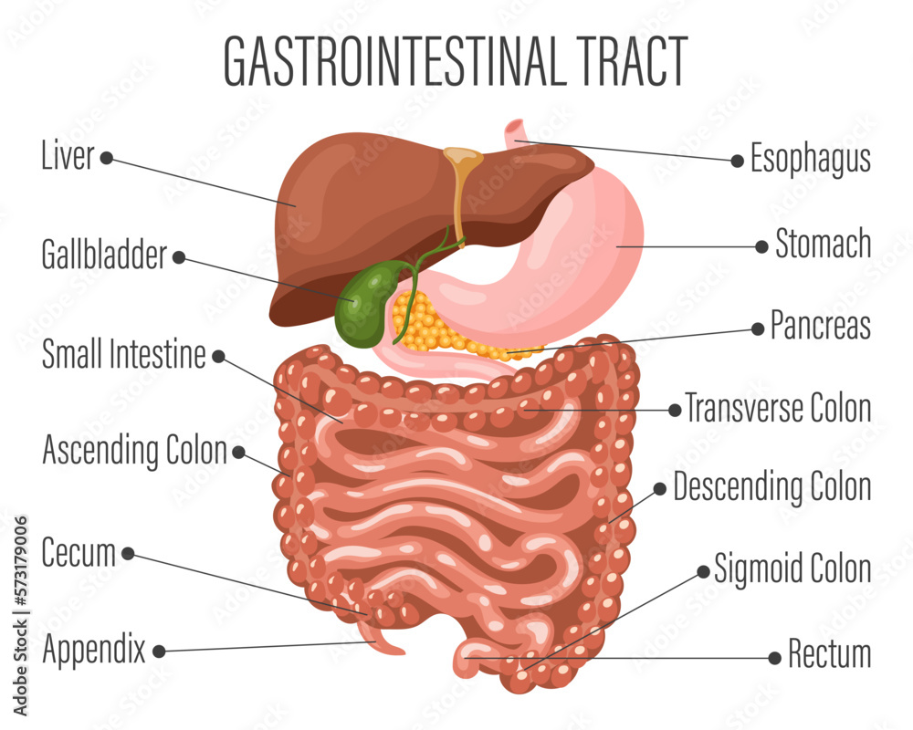 Vetor de Gastrointestinal tract. Human digestive system anatomy ...