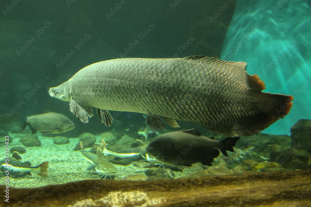 Fish under water. Arapaima fish - Pirarucu Arapaima gigas one largest ...
