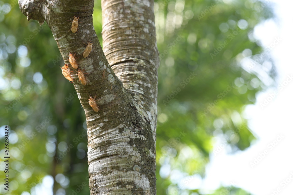 Cicada stains big tree trunk, bark of cicada stains on trees. Slough ...