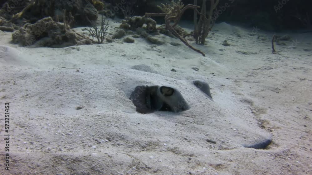 Cute stingray burrowed into underwater sand of bottom of Caribbean Sea ...