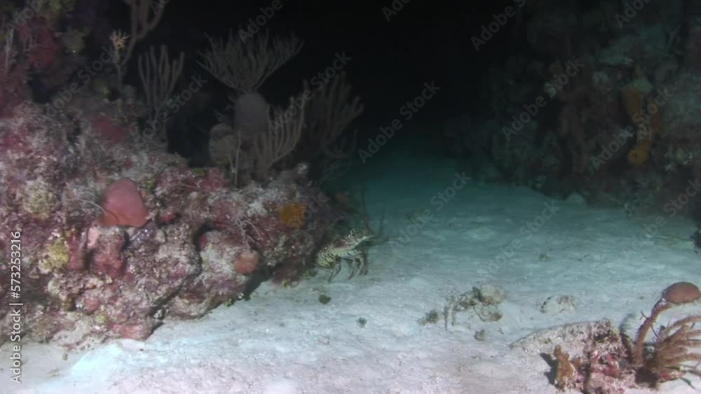 Lobster on underwater sandy bottom near corals. Coral reefs are an ...