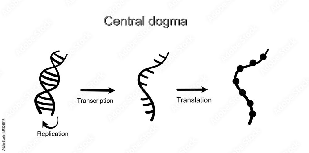 The central dogma of molecular biology (replication, transcription, and ...