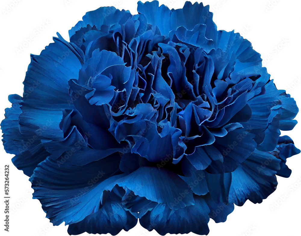 blue carnation isolated on transparent or white background, png, mockup ...