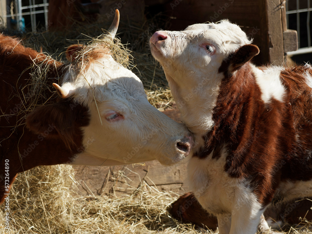 Hinterwälder ou Vache d’Hinterwald de Forêt-Noire particulièrement ...