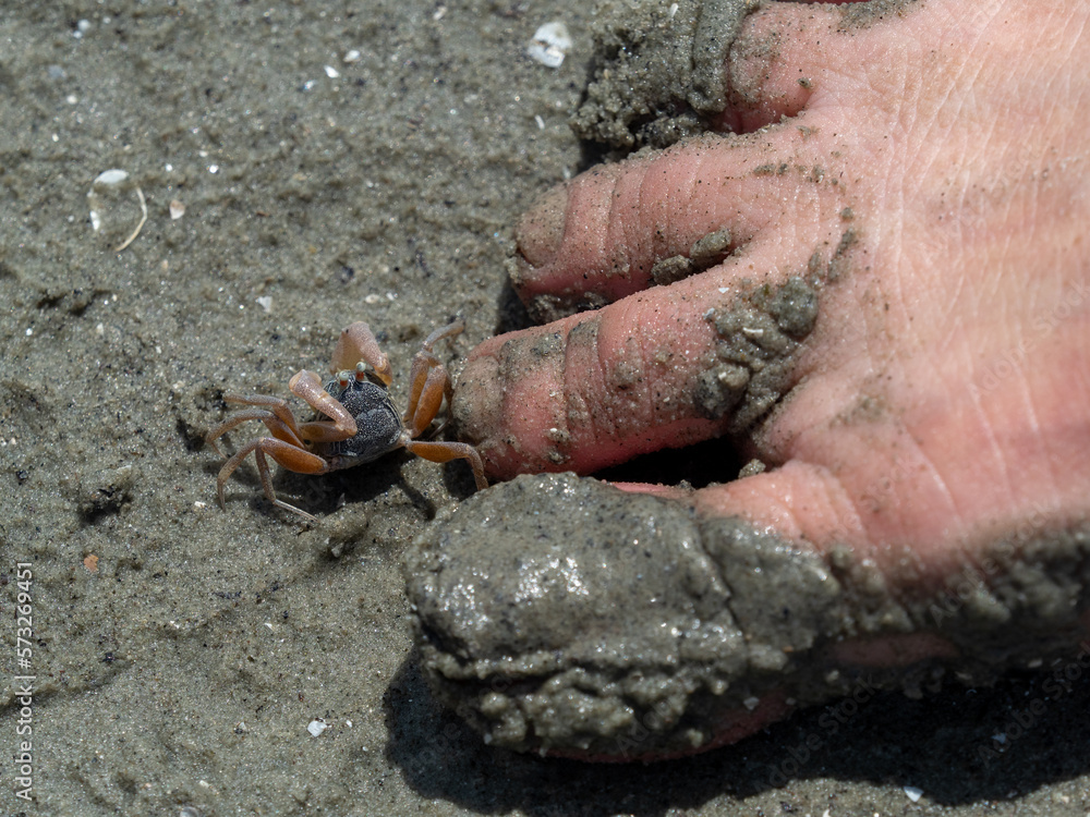 Tiny little crab from Ketam Island in Malaysia. Pulau means island and Ketam means crabs. This ...