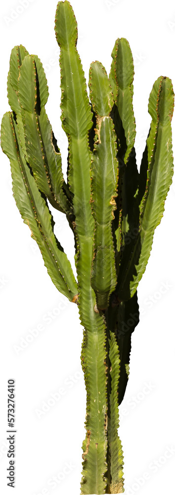 Isolated cutout PNG of a cactus on a transparent background Stock Photo ...