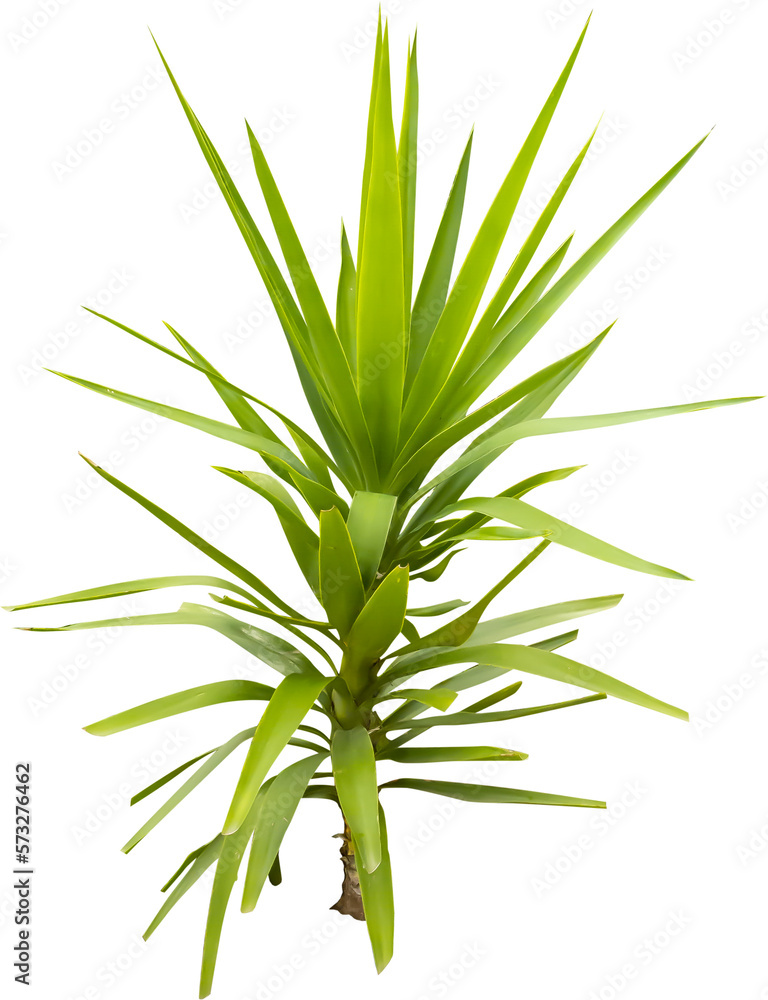 Isolated cutout PNG of a yucca on a transparent background Stock Photo ...
