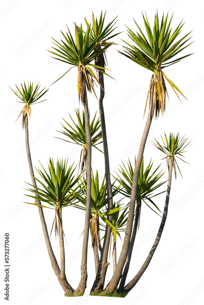 Isolated cutout PNG of a yucca on a transparent background Stock Photo ...