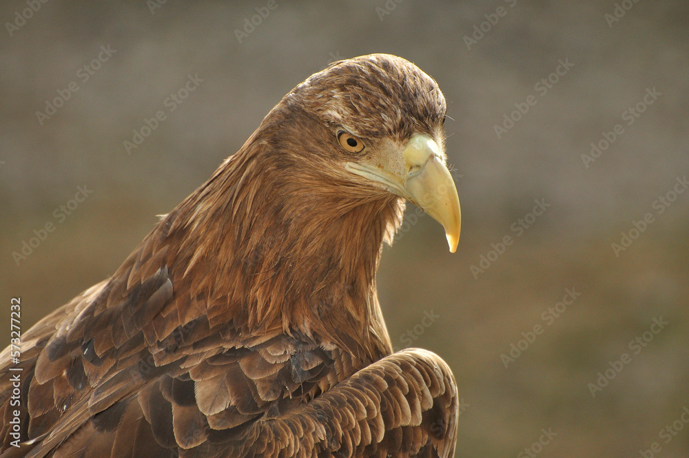 Animals - traditionally (since Aristotle) distinguished category of ...