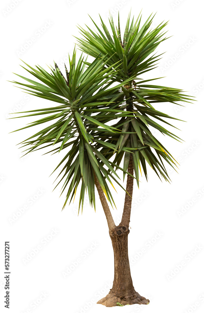 Isolated cutout PNG of a yucca on a transparent background Stock Photo ...