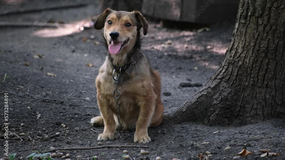 Guard dog on a chain. Cheerful dog waving his tail, sticking out his ...