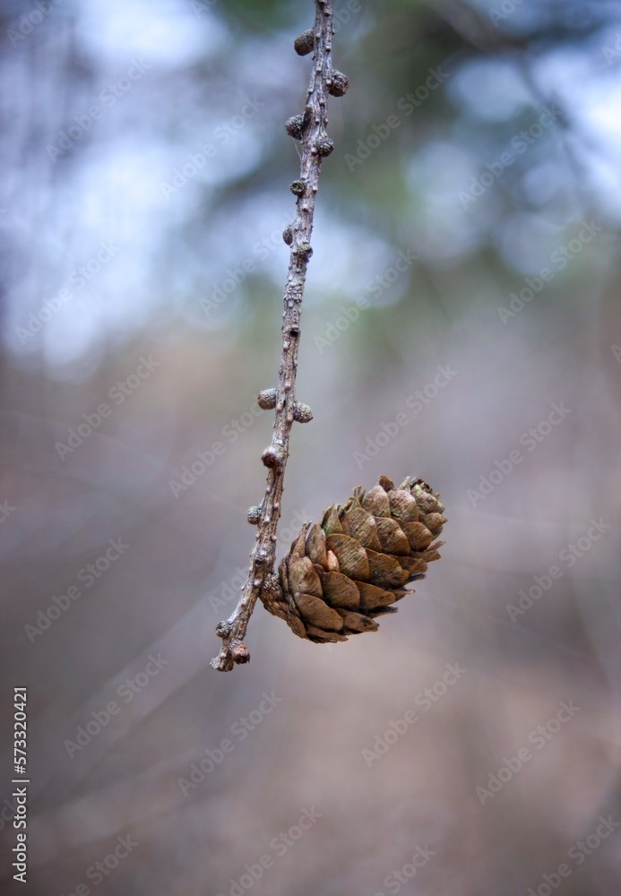 Pine cone Deciduous larch (Larix decidua), also known as European larch ...