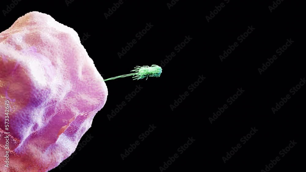 3D Animation of a white blood cell leukocyte dissolving ecoli bacteria ...