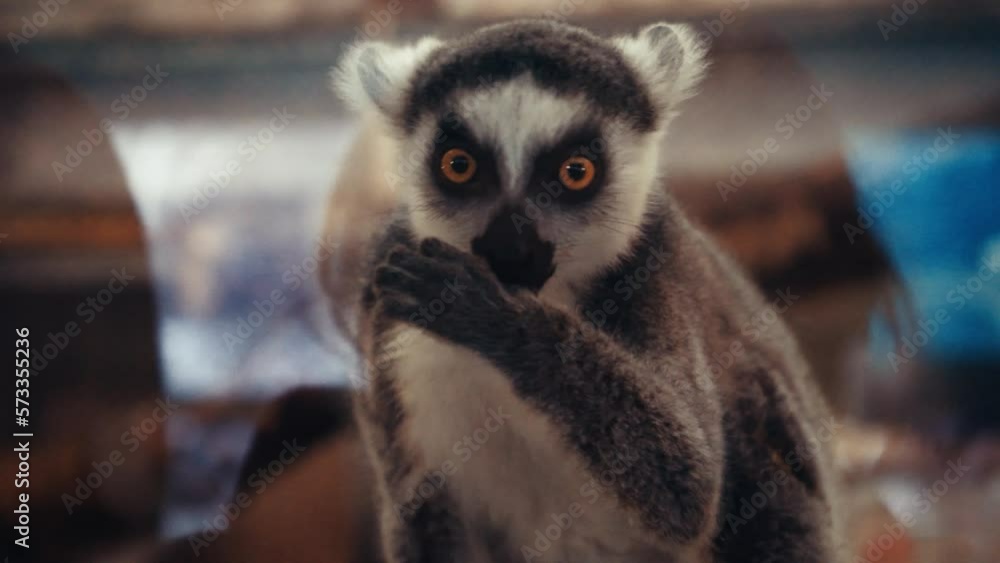 A beautiful lemur looks at the camera and sucks his thumb in a natural ...