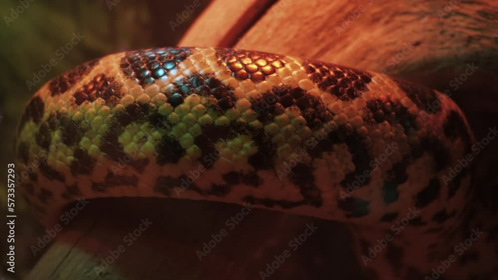 A large reticulated python crawls along the branches of a tree. 4k ...