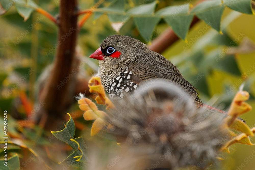 Red-eared Firetail - Stagonopleura oculata also known as Boorin, finch ...