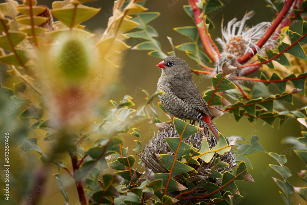 Red-eared Firetail - Stagonopleura oculata also known as Boorin, finch ...
