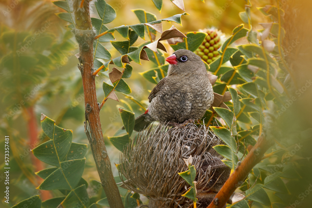 Red-eared Firetail - Stagonopleura oculata also known as Boorin, finch ...