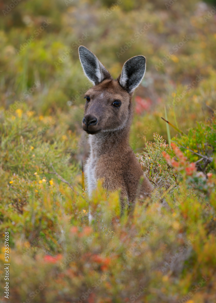 Foto de Western Grey Kangaroo - Macropus fuliginosus also giant or ...