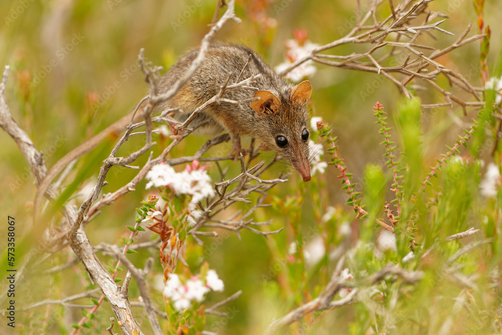 Honey Possum or noolbenger Tarsipes rostratus tiny marsupial feeds on ...
