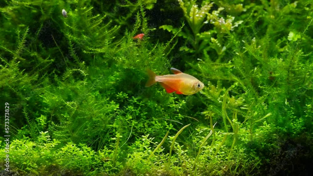 lonely dwarf gold tetra fish in dutch planted ryoboku Amano style ...