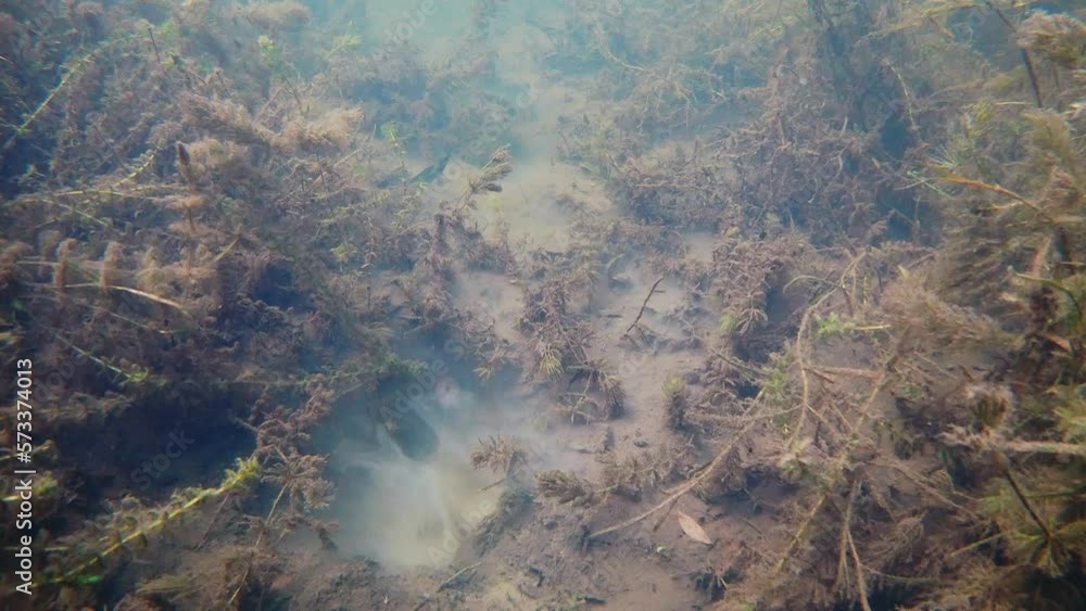 shallow freshwater river, rich flora of hornwort, pondweed ...