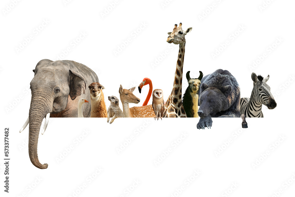 Different Wild Animals Together