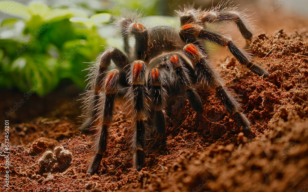 Foto de spinne, tarantel, arachnid, haarig, tier, insecta, natur, do ...