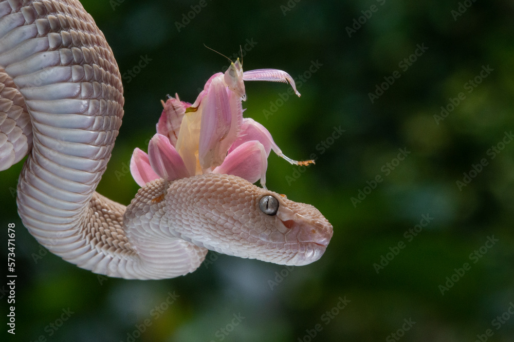 A pink female mangrove pit viper Trimeresurus purpureomaculatus and a ...