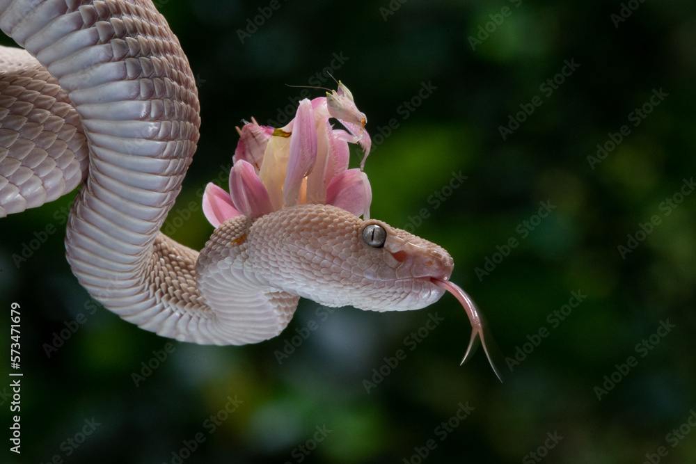 A pink female mangrove pit viper Trimeresurus purpureomaculatus and a ...