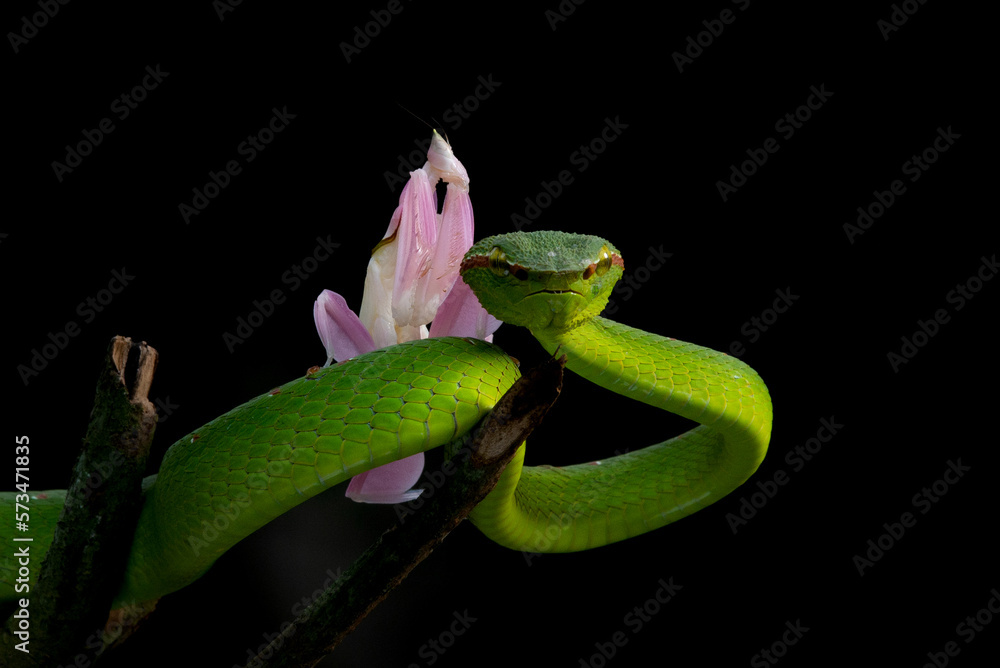 A male wagler's temple pit viper Tropidolaemus wagleri and a pink ...