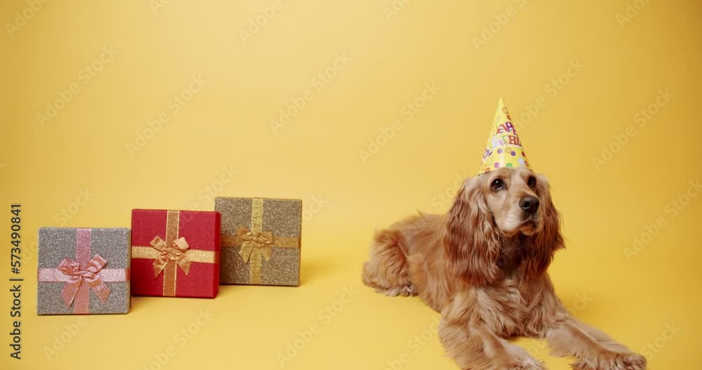 Vidéo Stock Dog in party hat near presents. Static shot of obedient ...