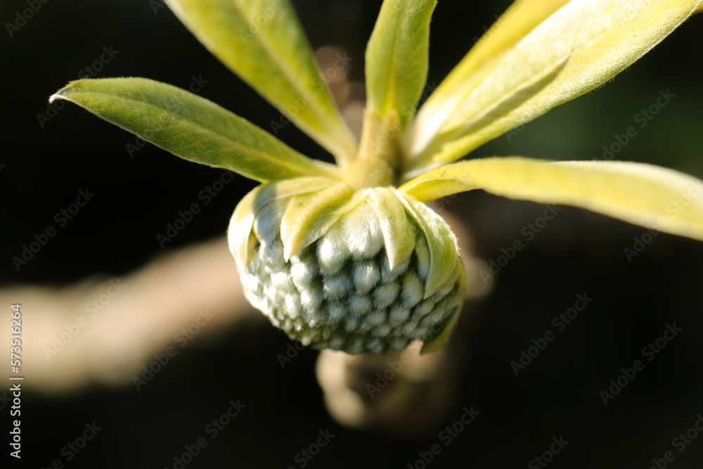 “Oriental Paper-bush (Mitsumata)” is a material for Japanese paper ...