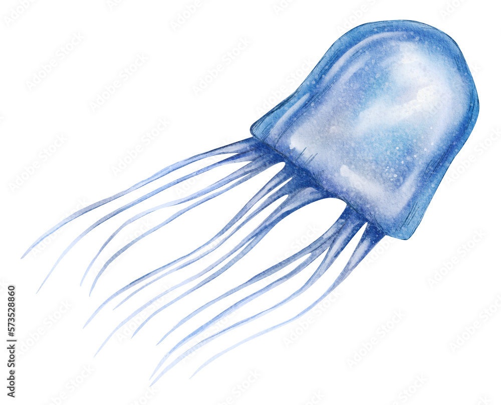 Hand drawn watercolor australian animals. Australian box jelly fish ...