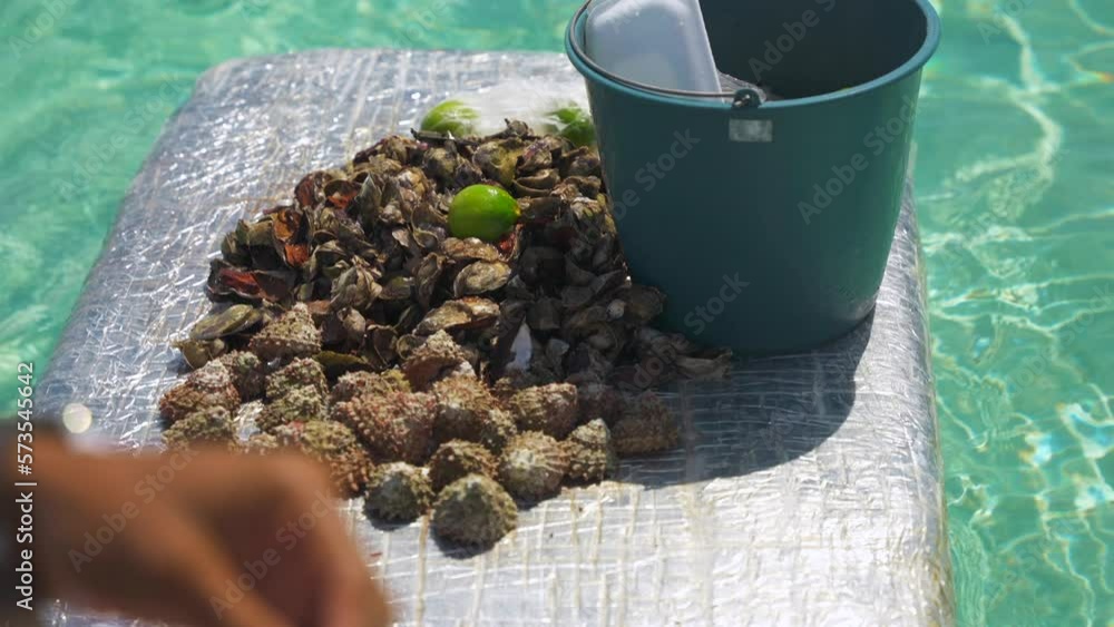 Many fresh Rapana clams on a floating tray. The fisherman cleans and ...
