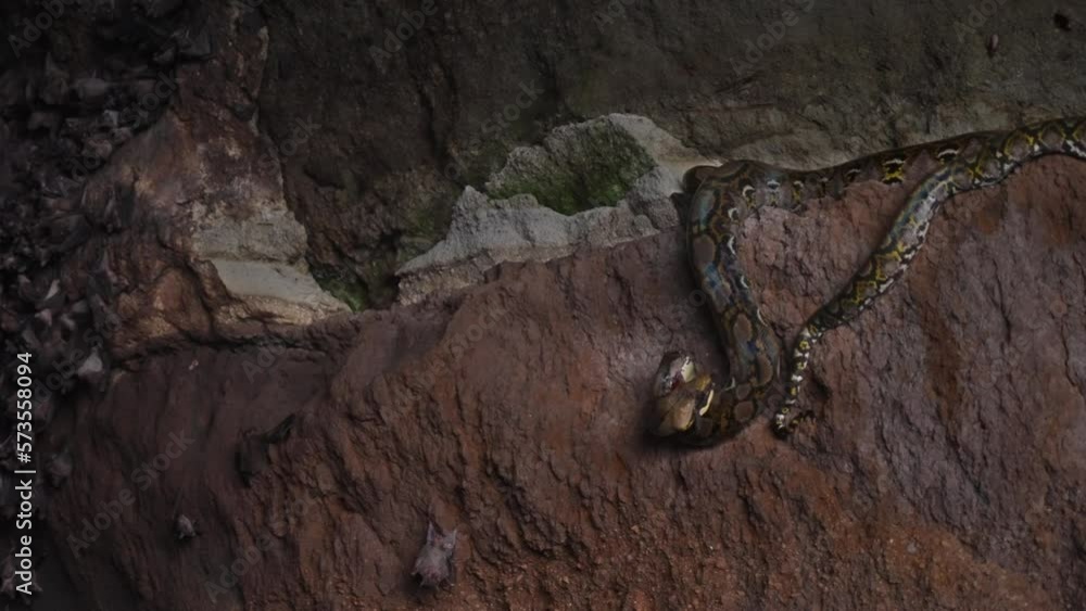 Close-up of a python lying on a brown rock of dark cave eating a flying ...