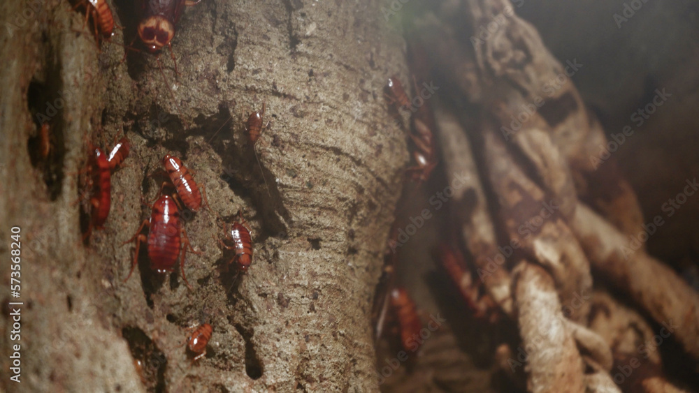 Madagascar cockroaches in a zoo aquarium. The biggest cockroach in the ...