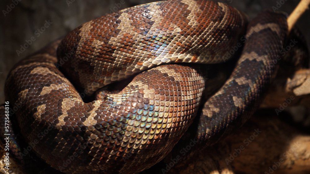A scaly large reticulated python coiled up in a knot and waits for a ...